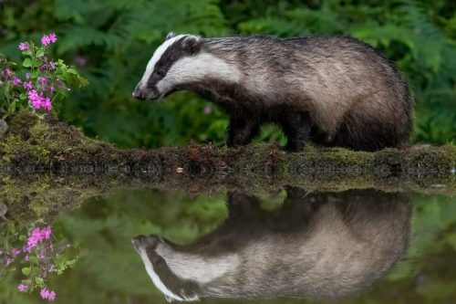 Where Do Badgers Live? - Exploring the badger Habitat