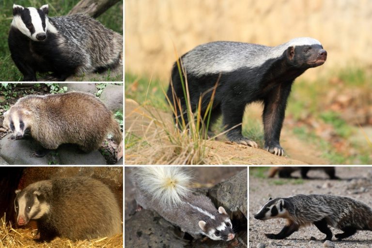 Badger Sounds - What Do Badgers Sound Like? | Audio Examples