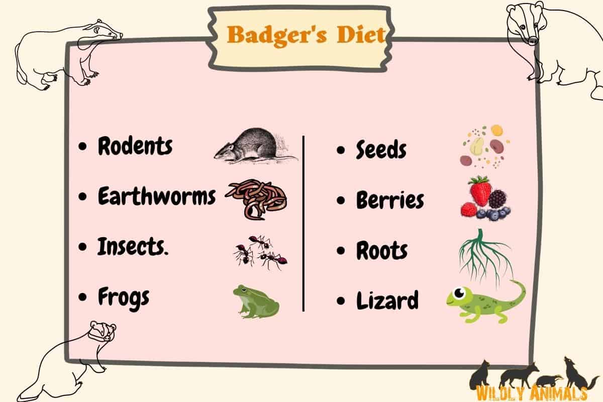 What Do Badgers Eat? | Exploring The Diverse Diet of Badgers