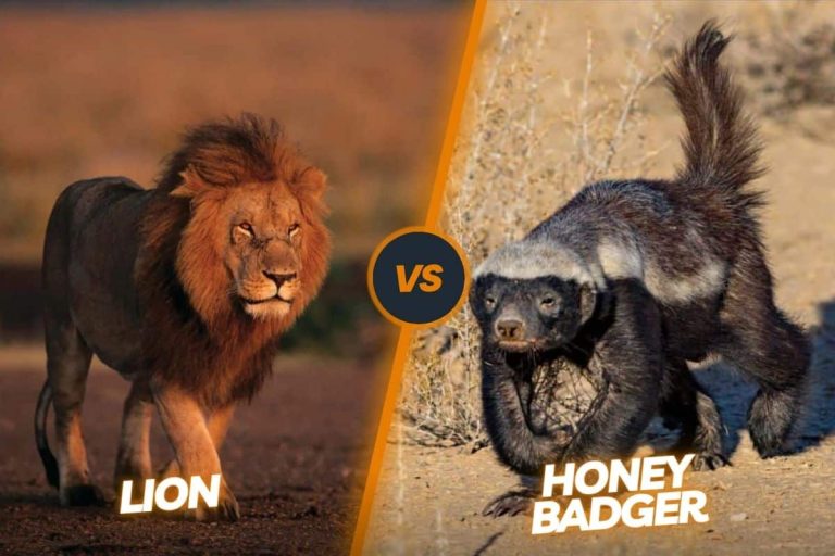 Animals Like Badgers | 17 Animals Similar To Badgers