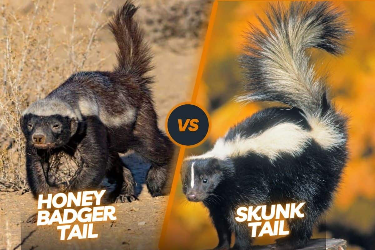 Badger Vs Skunk: The Stripe and Spray Showdown