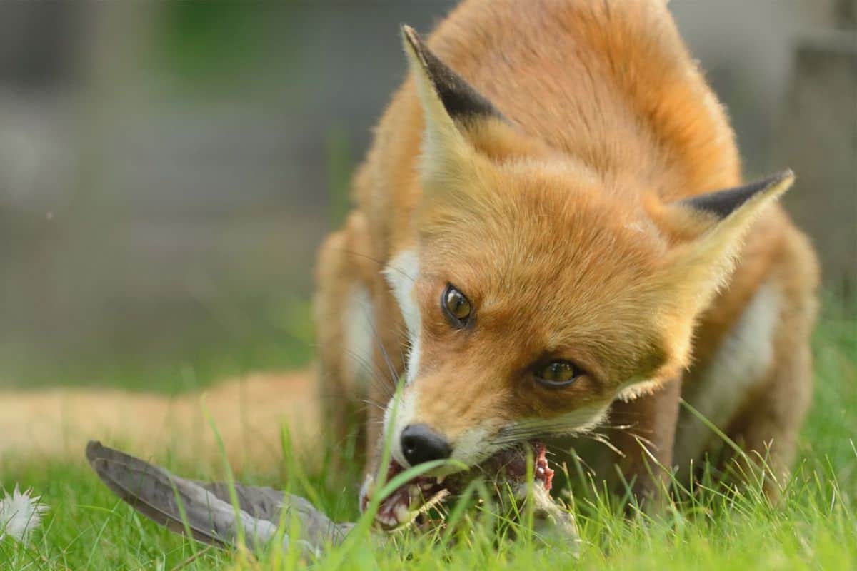 Badger Vs Fox: The Battle of the Mustelids