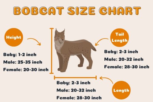 Bobcat Size Comparison: How Big Is A Bobcat?
