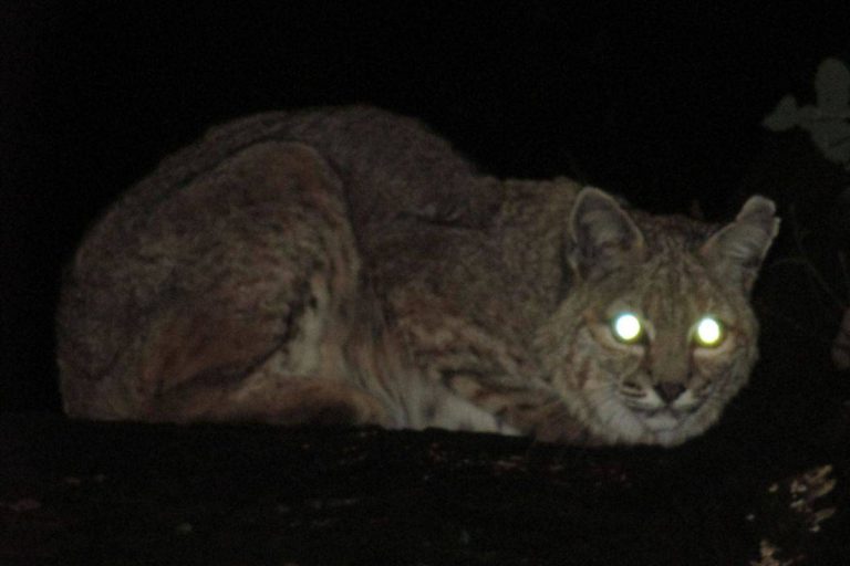 The Life Of Bobcat: Are Bobcats Nocturnal, Diurnal or Crepuscular?