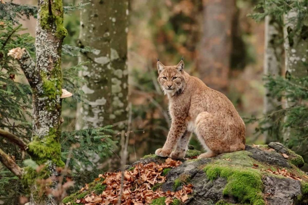 The Life Of Bobcat: Are Bobcats Nocturnal, Diurnal or Crepuscular?