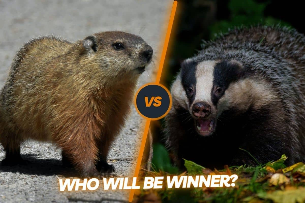 Groundhog vs Badger: The Battle of the Burrowers