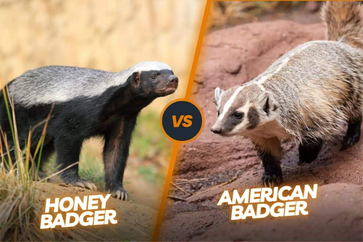 Badger Vs Honey Badger: The Ultimate Badger Showdown