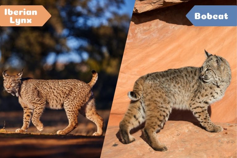 Do Bobcats Have Tails: Unpacking The Mysteries Of Bobcat Tails