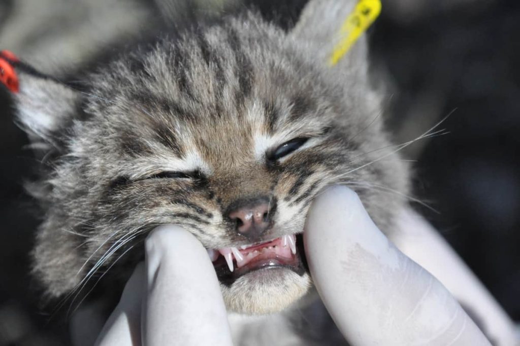 Bobcat Teeth: How Strong Is The Bite Of A Bobcat?