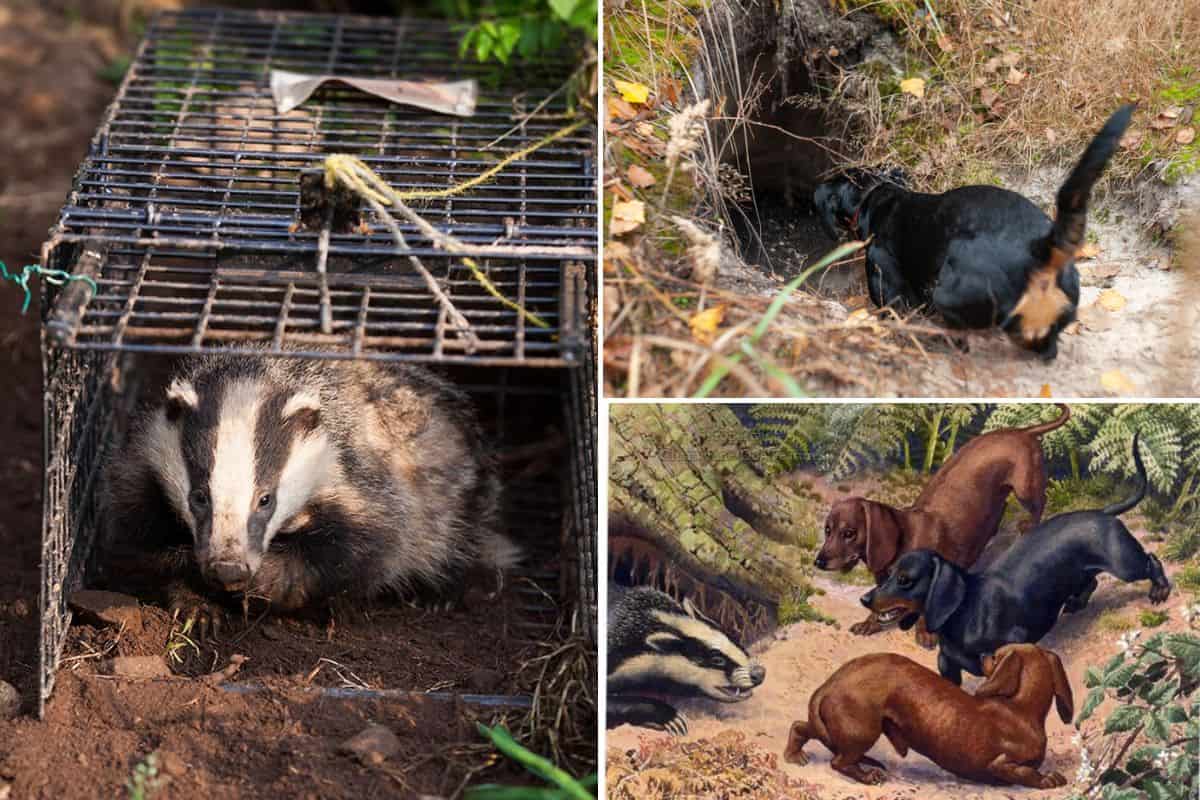 Badger Dens - Exploring The Underground Badger Setts