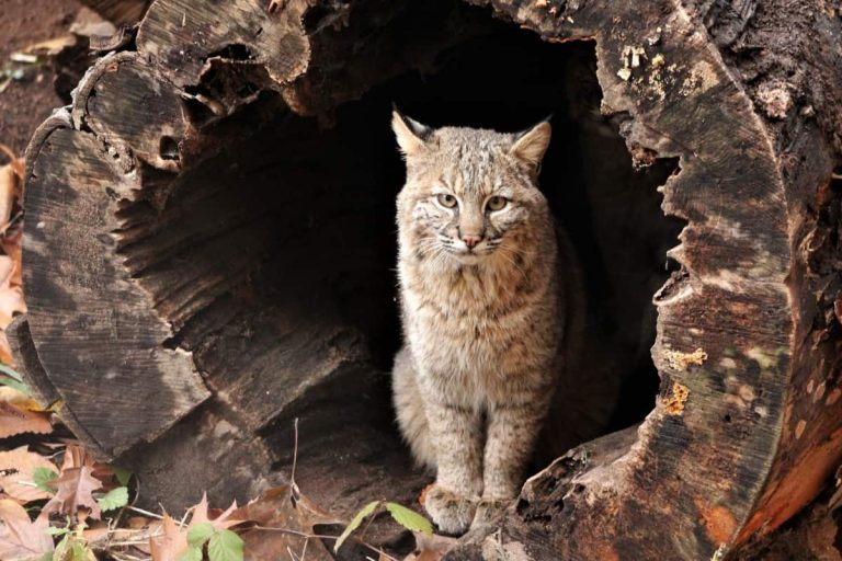 Bobcat Dens | What Does A Bobcat Den Look Like?