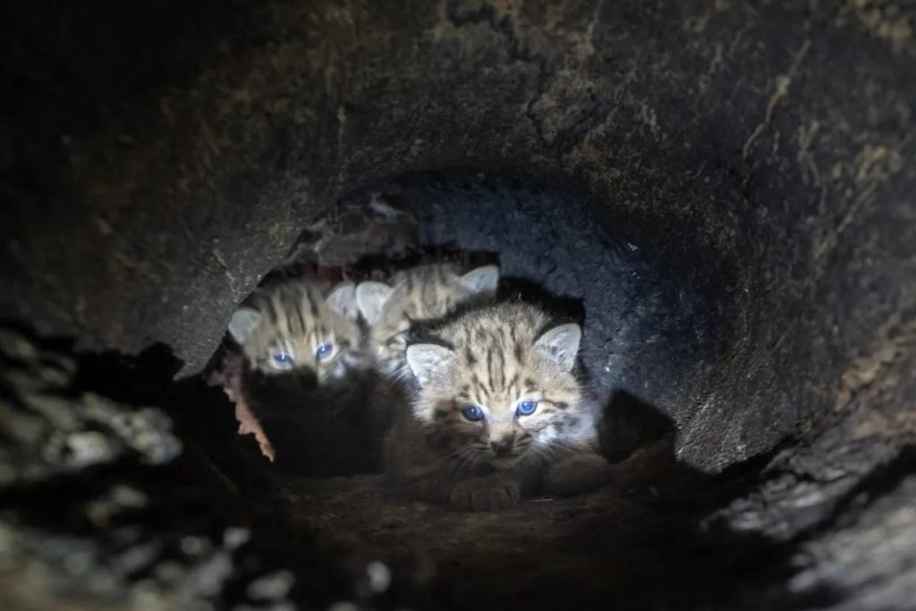 Bobcat Dens | What Does A Bobcat Den Look Like?