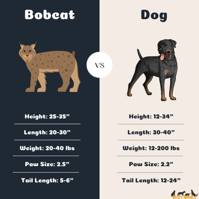 Bobcat Size Comparison: How Big Is A Bobcat?