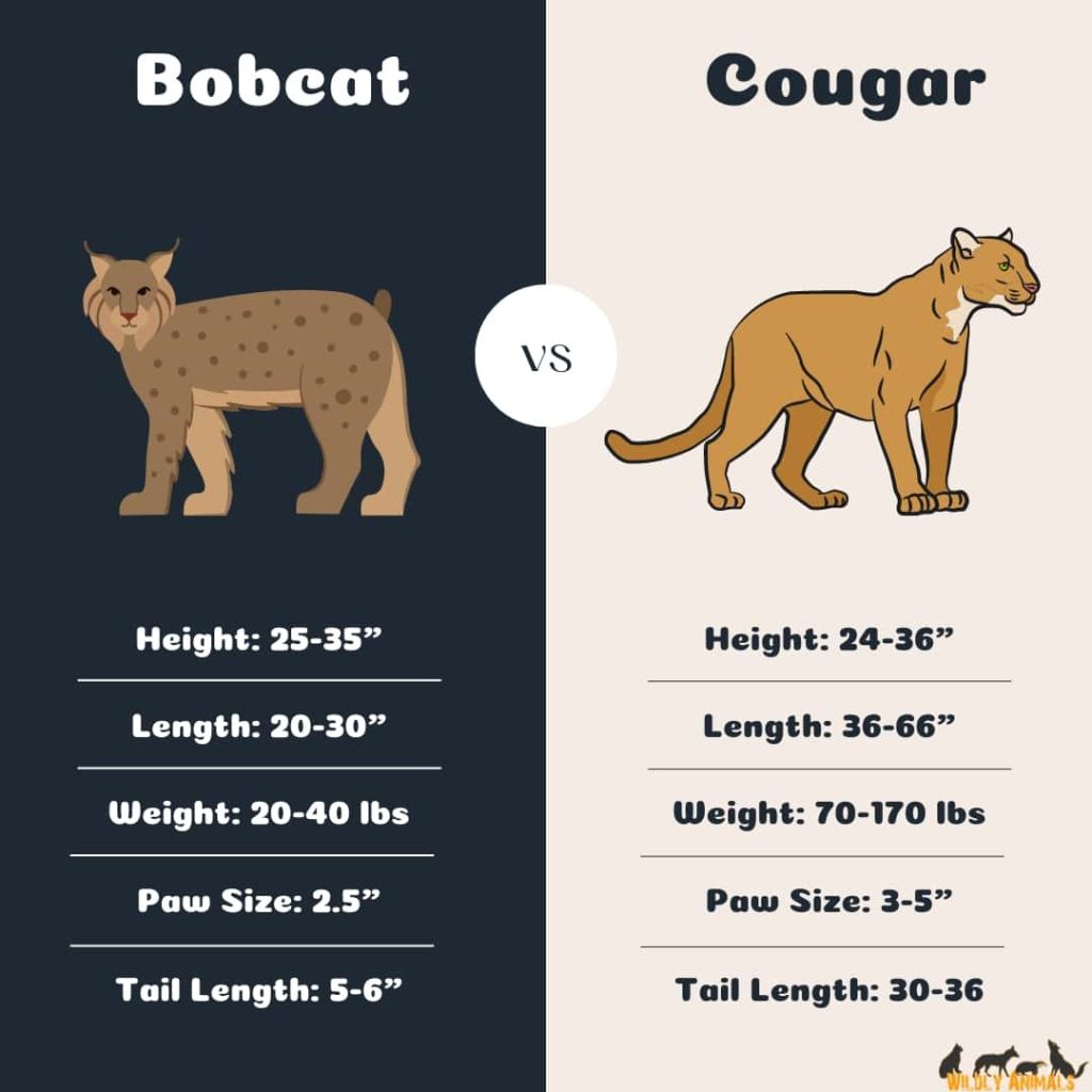 Bobcat Size Comparison: How Big Is A Bobcat?