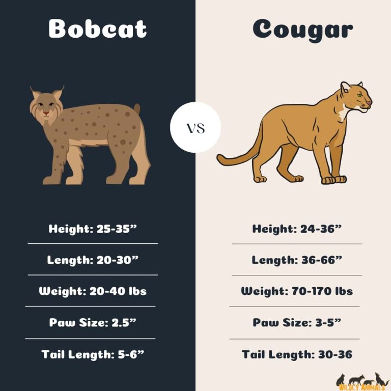Bobcat Size Comparison: How Big Is A Bobcat?