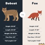 Bobcat Size Comparison: How Big Is A Bobcat?