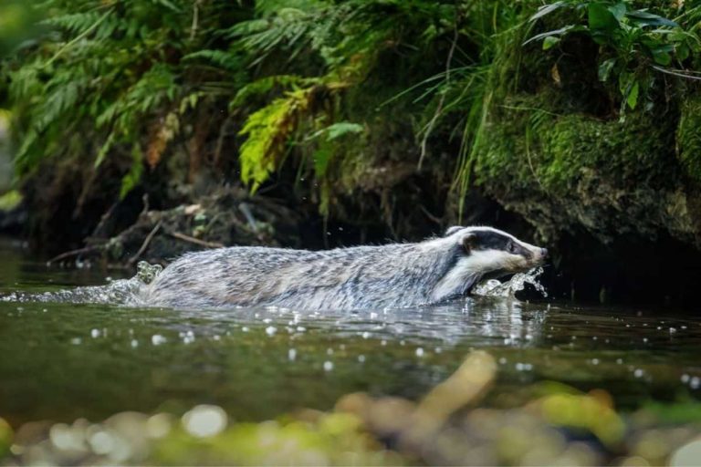 Badger Sounds - What Do Badgers Sound Like? | Audio Examples