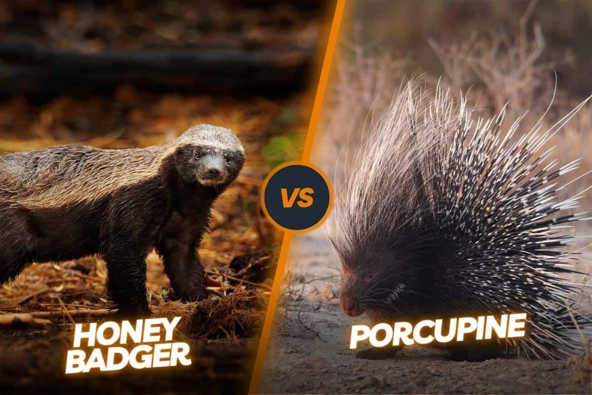 Badger Vs Honey Badger: The Ultimate Badger Showdown