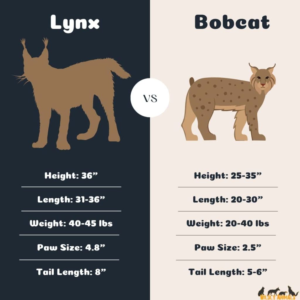 Bobcat Size Comparison: How Big Is A Bobcat?