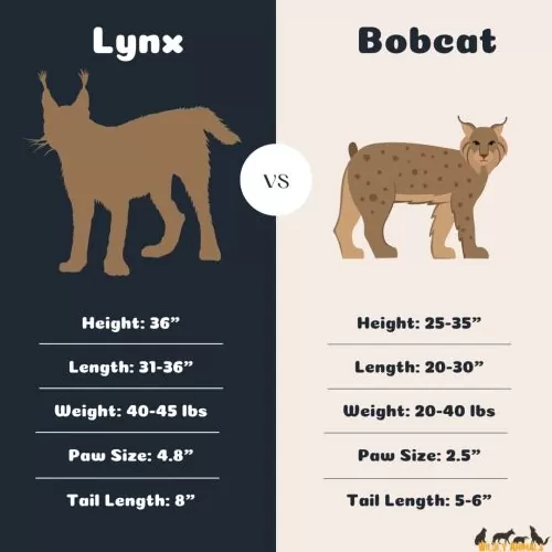 Bobcat Size Comparison: How Big Is A Bobcat?