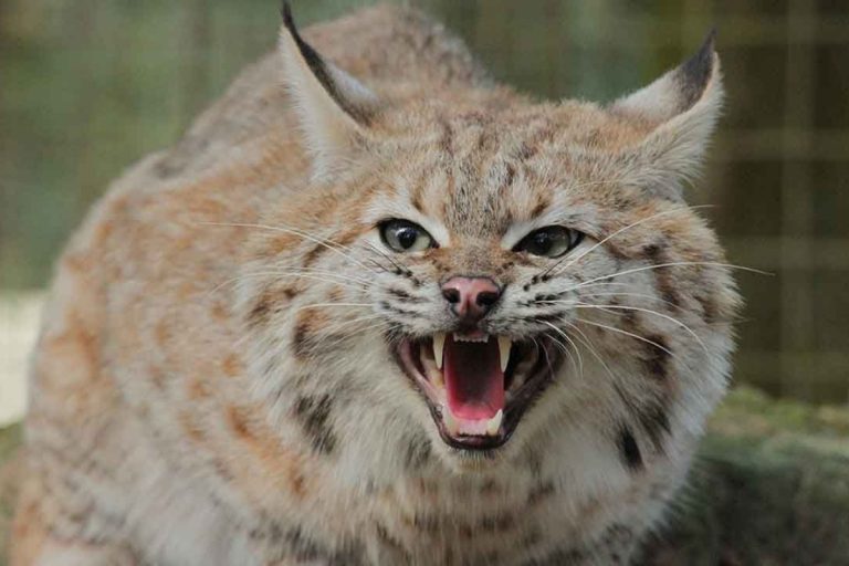 Bobcat Colors: What Color Are Bobcats?