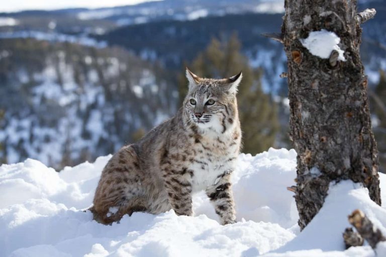 Types of Bobcats: Discovering the Different Bobcat Species