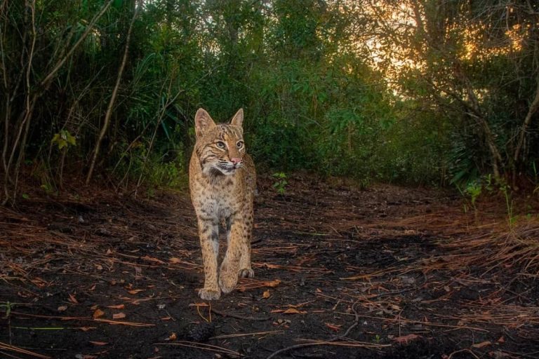 Bobcat Sounds: What Does A Bobcat Sound Like? (Audio samples)
