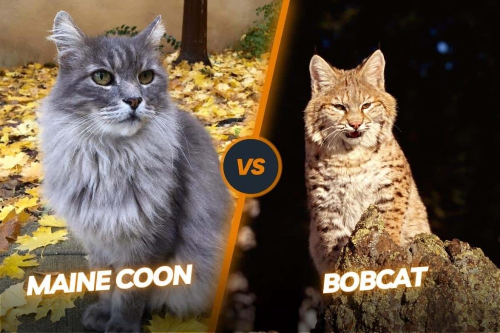 Bobcats in Georgia: Exploring Georgia's Bobcat Population