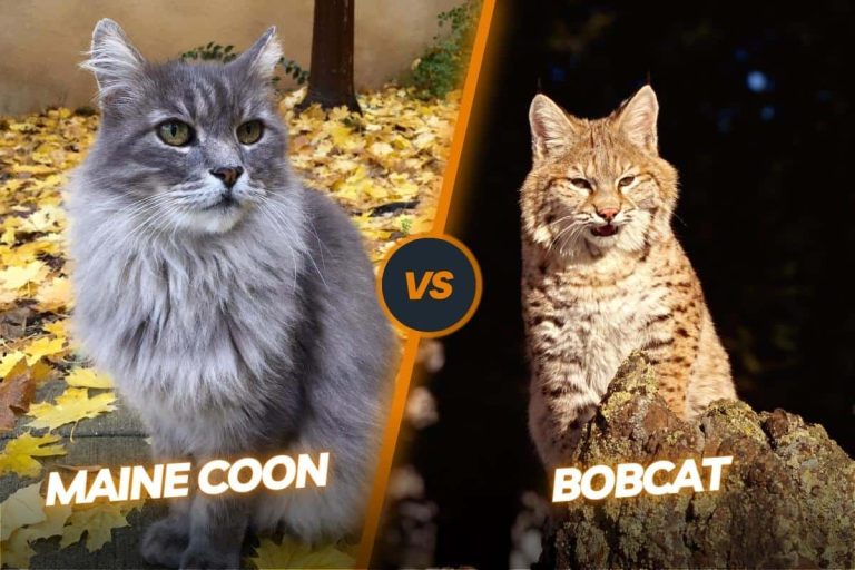 Types of Bobcats: Discovering the Different Bobcat Species