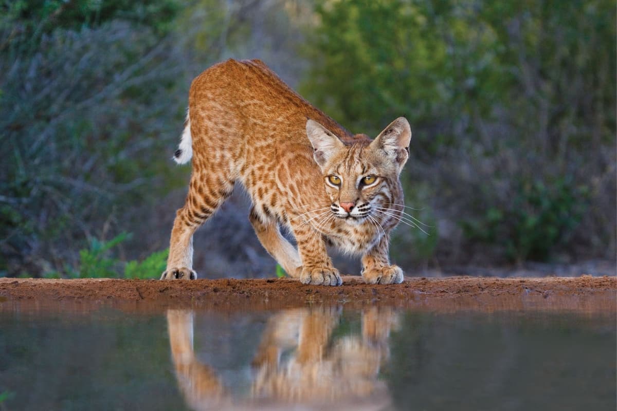 Bobcat Habitat: Exploring Diverse Range From Forests to Suburbs