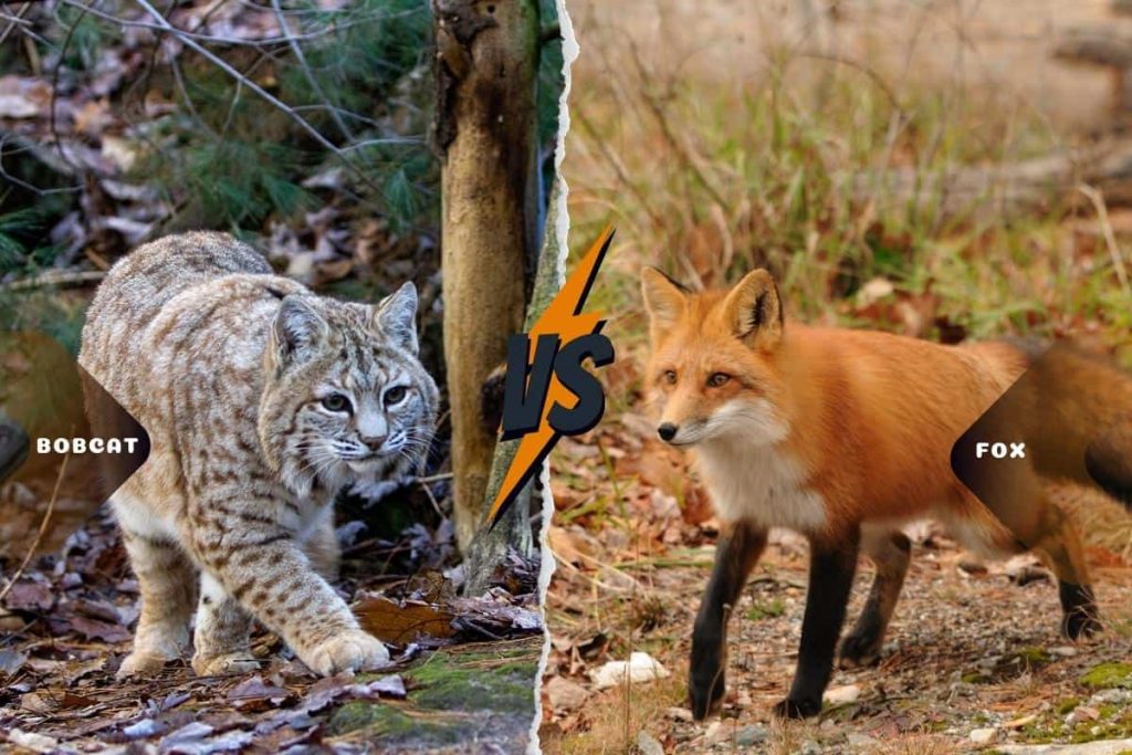 Bobcat vs fox: Two Unique and Fascinating Wild Carnivores