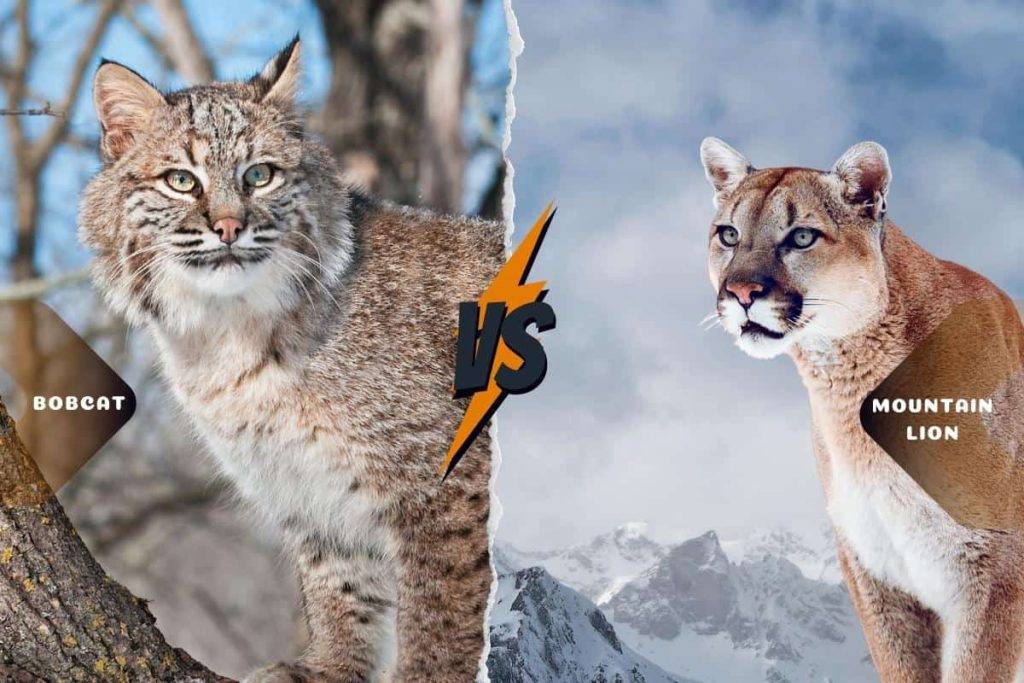 Bobcat vs Mountain Lion: The Top Predators Of North America