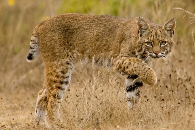 Bobcat Habitat: Exploring Diverse Range From Forests to Suburbs