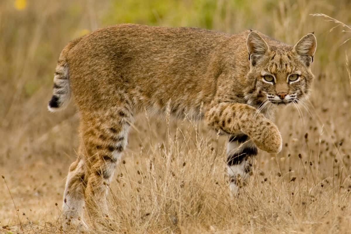 Bobcat Habitat: Exploring Diverse Range From Forests to Suburbs