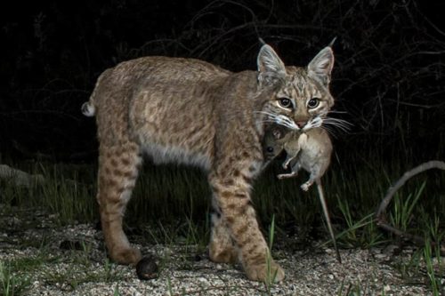 Bobcat Animal Facts: A full-fledged guide