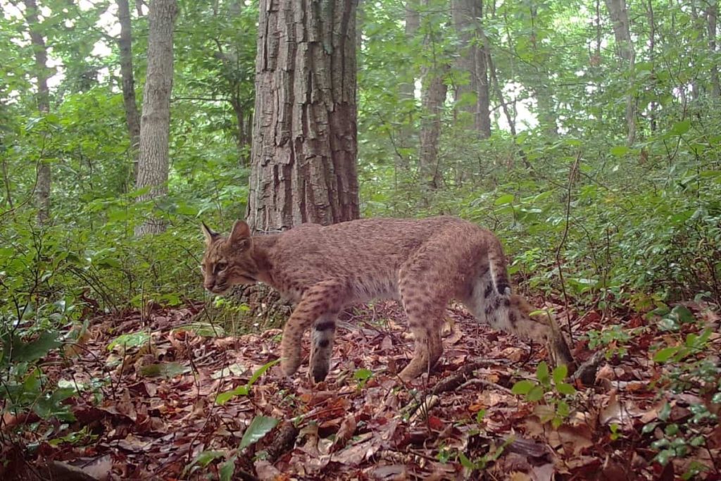 Bobcat Habitat: Exploring Diverse Range From Forests to Suburbs