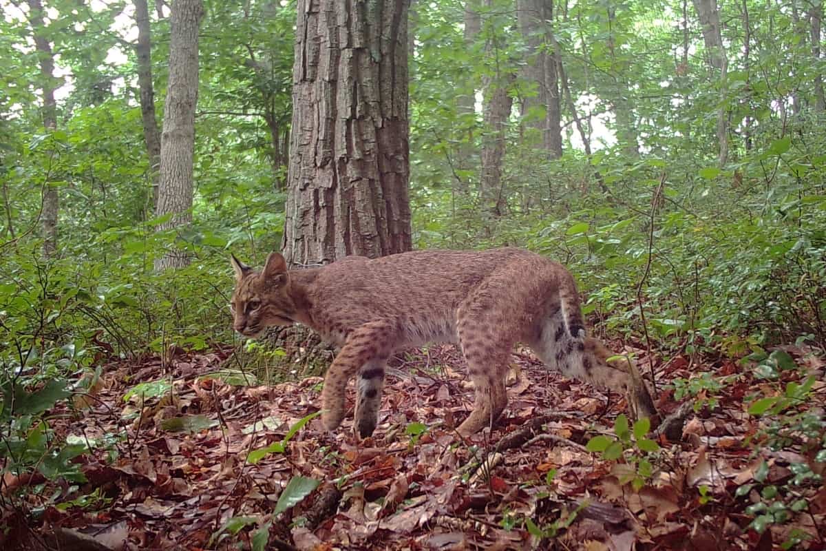 Bobcat Habitat: Exploring Diverse Range From Forests to Suburbs