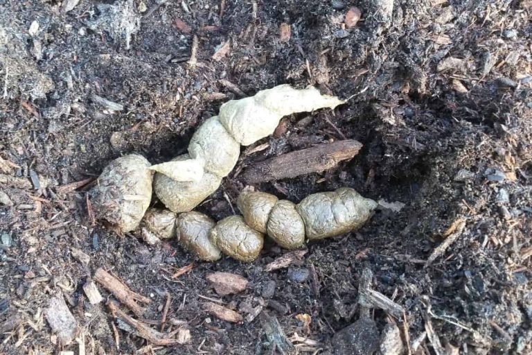 What Does Bobcat Poop Look Like? | Bobcat Scat Identification