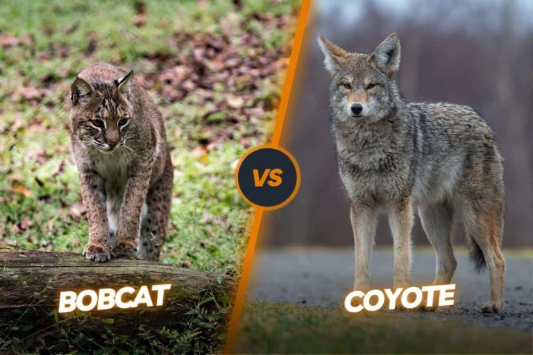 Types of Bobcats: Discovering the Different Bobcat Species