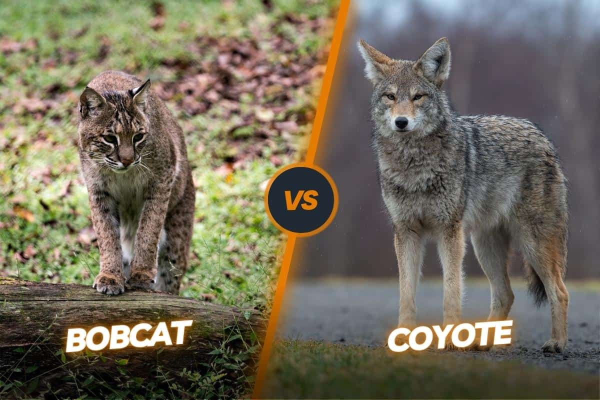 Bobcat Adaptations: How These Wild Cats Survive and Thrive