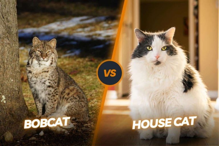 Bobcat Colors: What Color Are Bobcats?