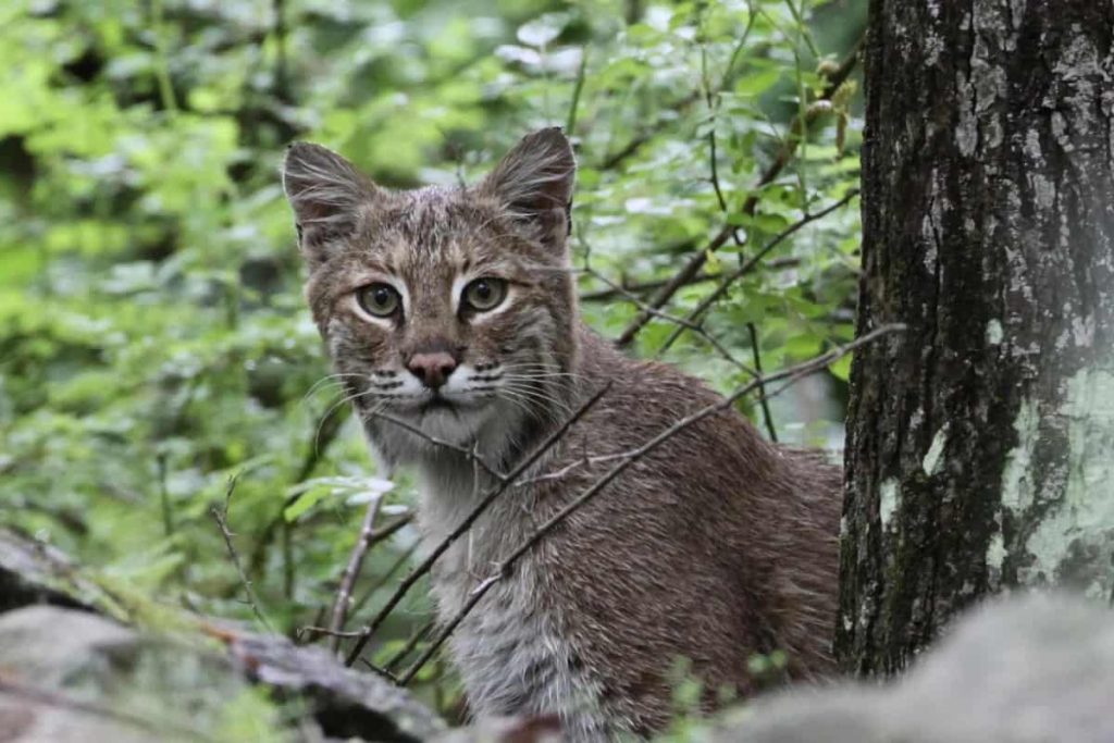 Bobcats In New Jersey: Exploring The Elusive Wild Cats Of NJ