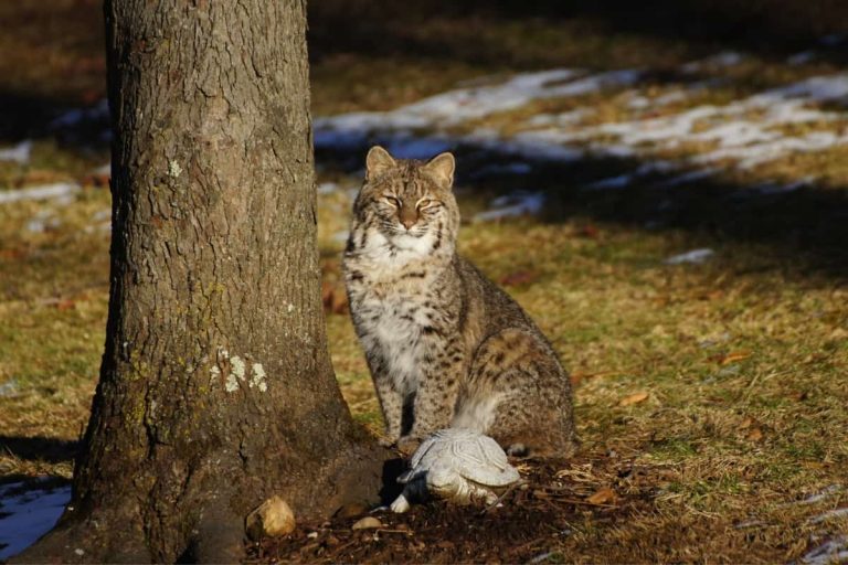 What Do Bobcats Eat: Diet of Bobcats From Squirrels to Snakes