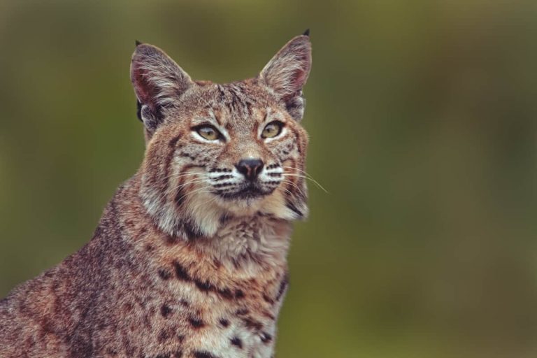 Types of Bobcats: Discovering the Different Bobcat Species