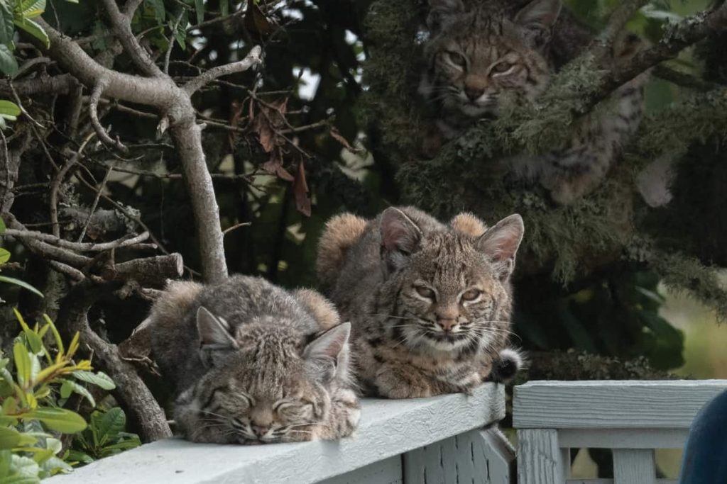Where Do Bobcats Live? - Bobcats Location Explored
