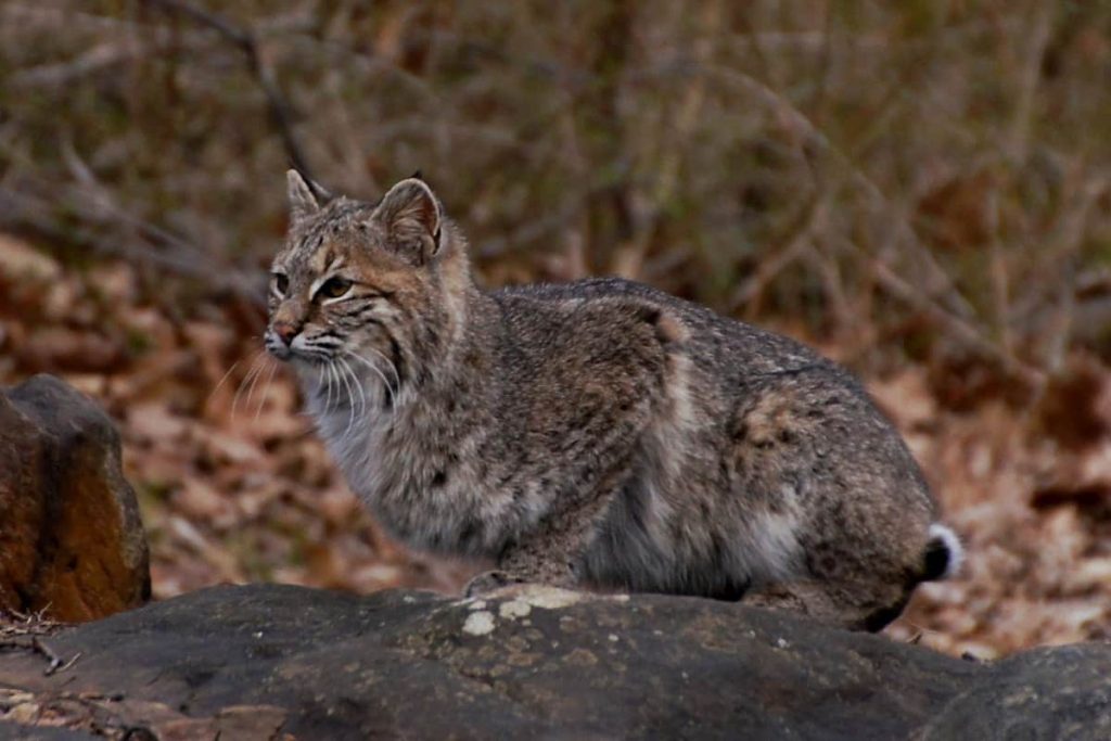 Are bobcats endangered? - Threats and Conservation Efforts