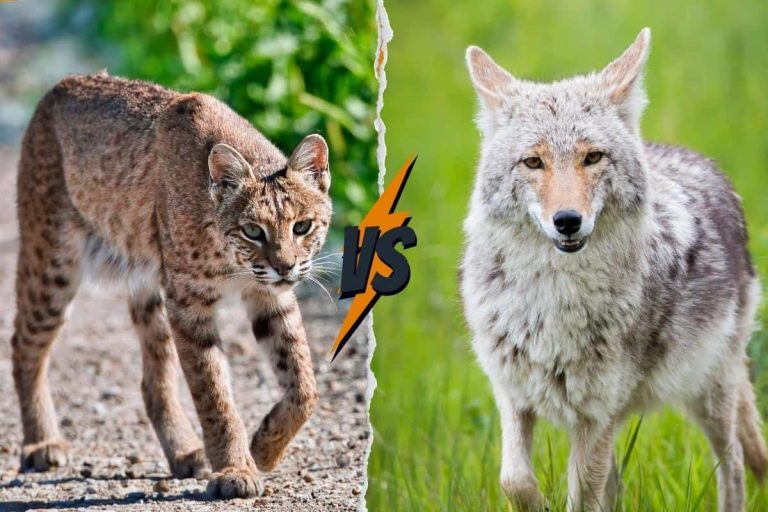 Bobcat vs Coyote: How They Coexist and Differ