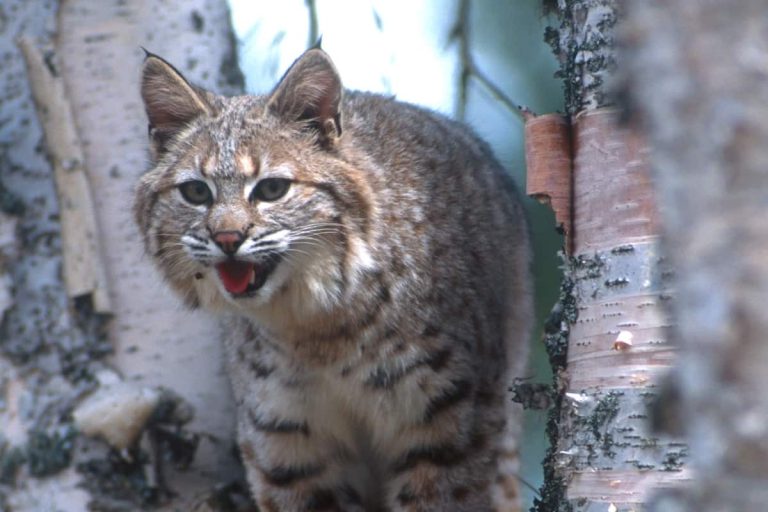 Bobcats In North Carolina: Exploring The World Of Bobcats In NC