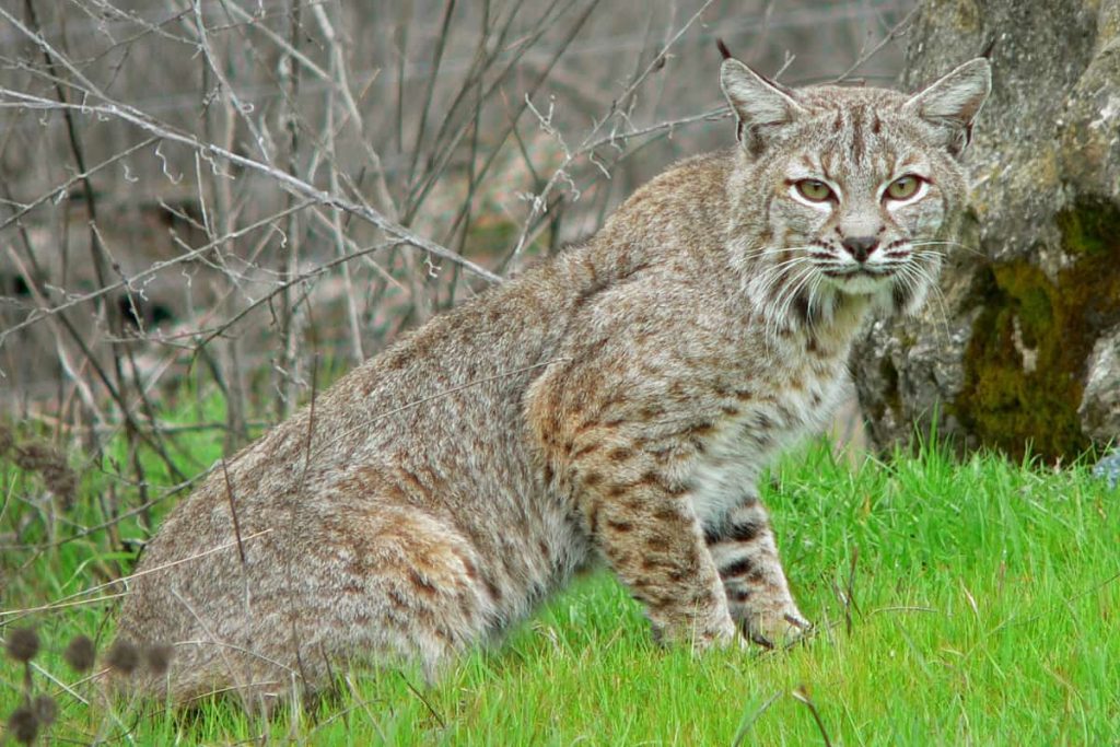 Types of Bobcats: Discovering the Different Bobcat Species