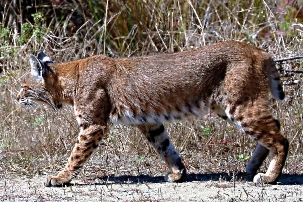 Types of Bobcats: Discovering the Different Bobcat Species